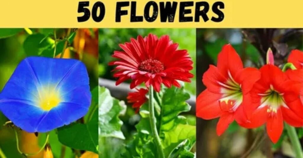 Complete Guide to Popular Flowers Names in Marathi Culture - trusthugs